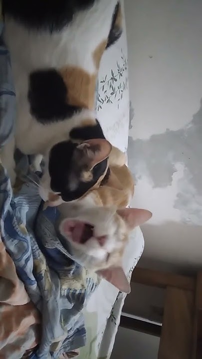 cuddling of Choco Choco Votta Sorif - YouTube