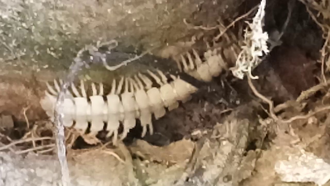 menatang apa ni - YouTube