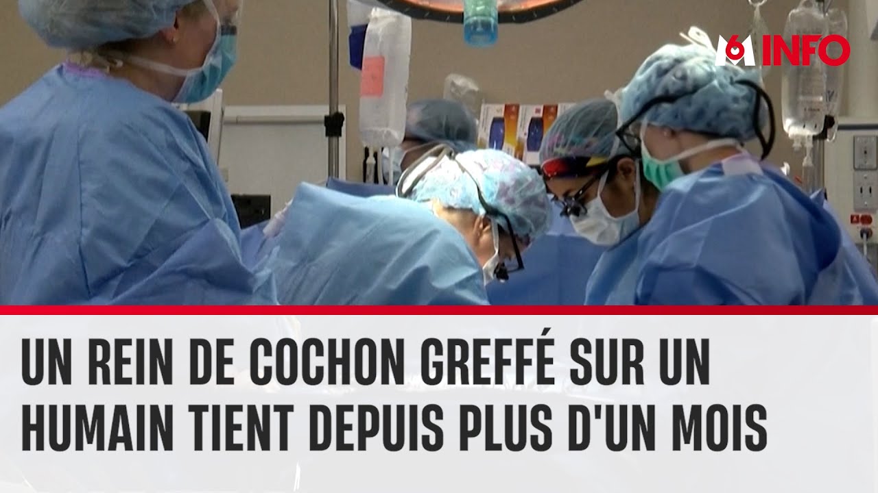 Un rein de porc greffé sur un humain fonctionne depuis plus d'un mois ...