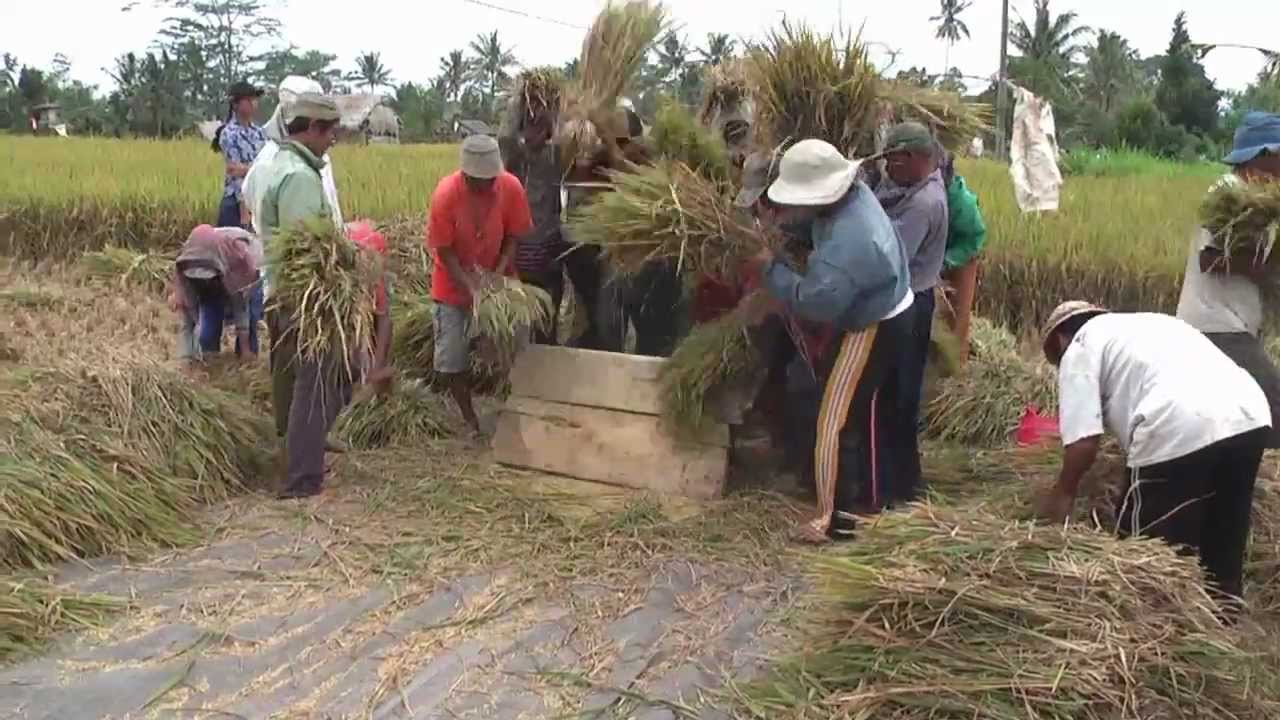 REISERNTE IN BALI - YouTube