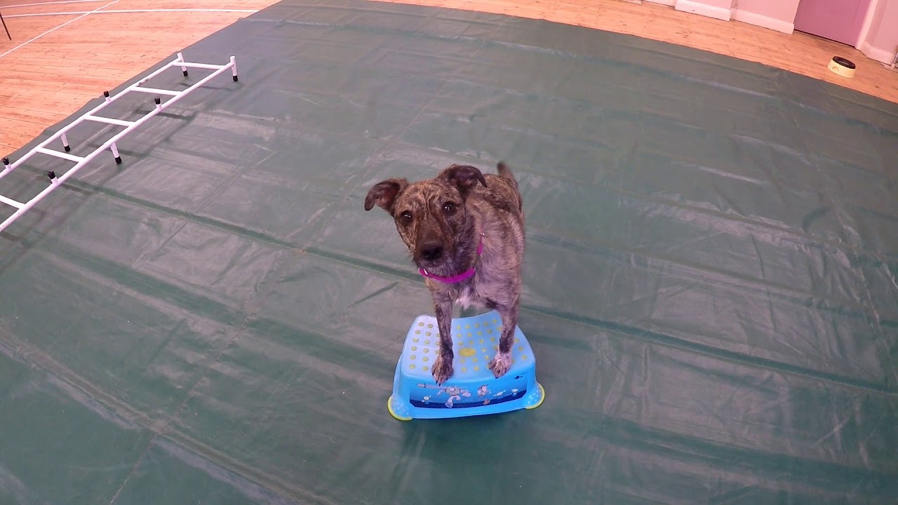 Paws up - Novice trick - YouTube