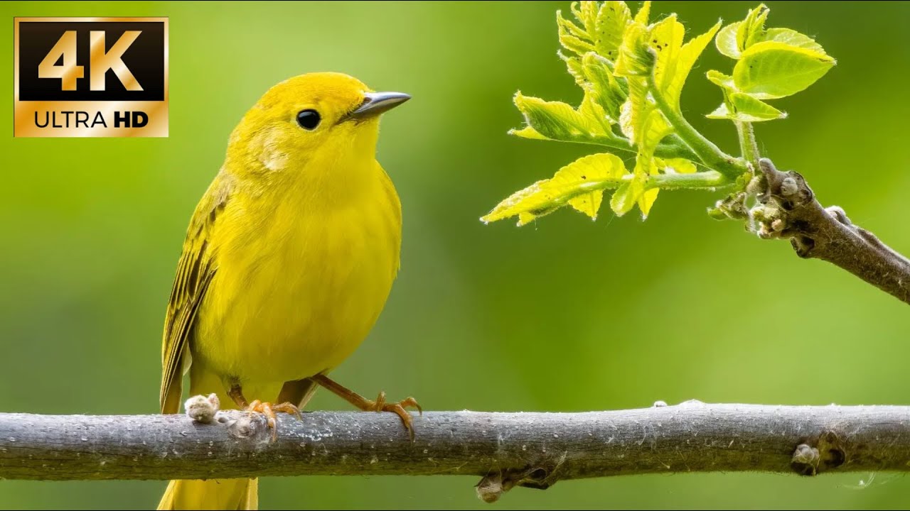 Wild Birds Special Collection 4k Ultra HD Video | Colorful Birds in 4k ...