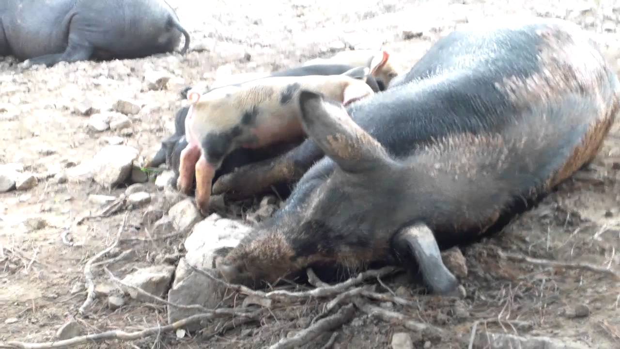 Baby pigs nursing --- 3 weeks, 2 days old - YouTube