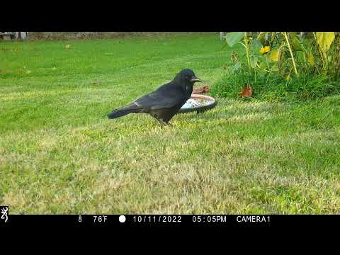 Crows calling - YouTube