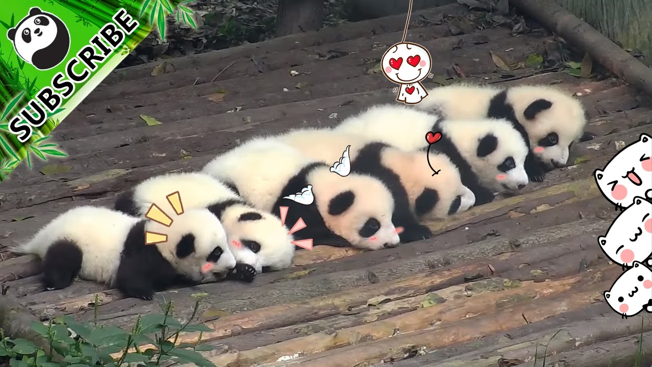 "A lot of pandas" means a lot of happiness. | iPanda - YouTube