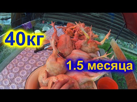Забой бройлеров!! 40 кг мяса за 1.5 месяца! Новые цыплята! Уборка курятника!Общаемся Делаем выводы!!