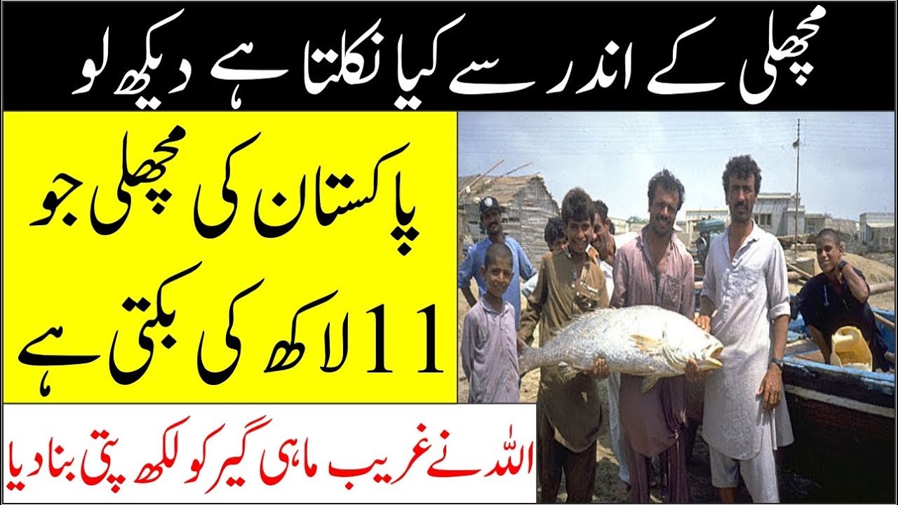 Fish Worth One Million Being Caught In Pakistan II Fishermen Catch Most ...