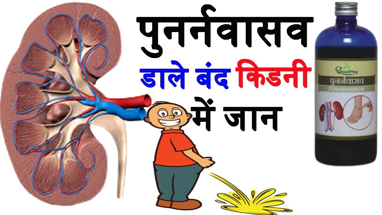 Punarnavasav Restore Kidney Functions | Repair Damage Kidney Nephrons ...