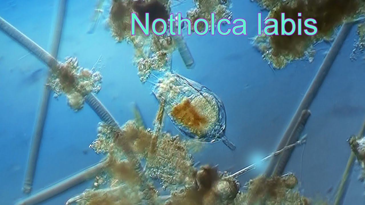 Notholca labis - YouTube