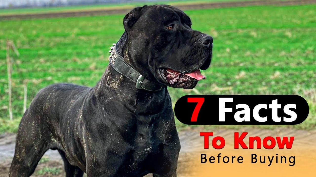 American Bandogge Breed 7 Facts To Know Before Buying || Dog Lovers ...