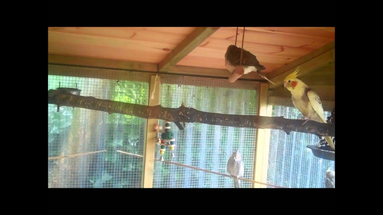 Diamond Dove Enjoying The Aviary Swing - YouTube