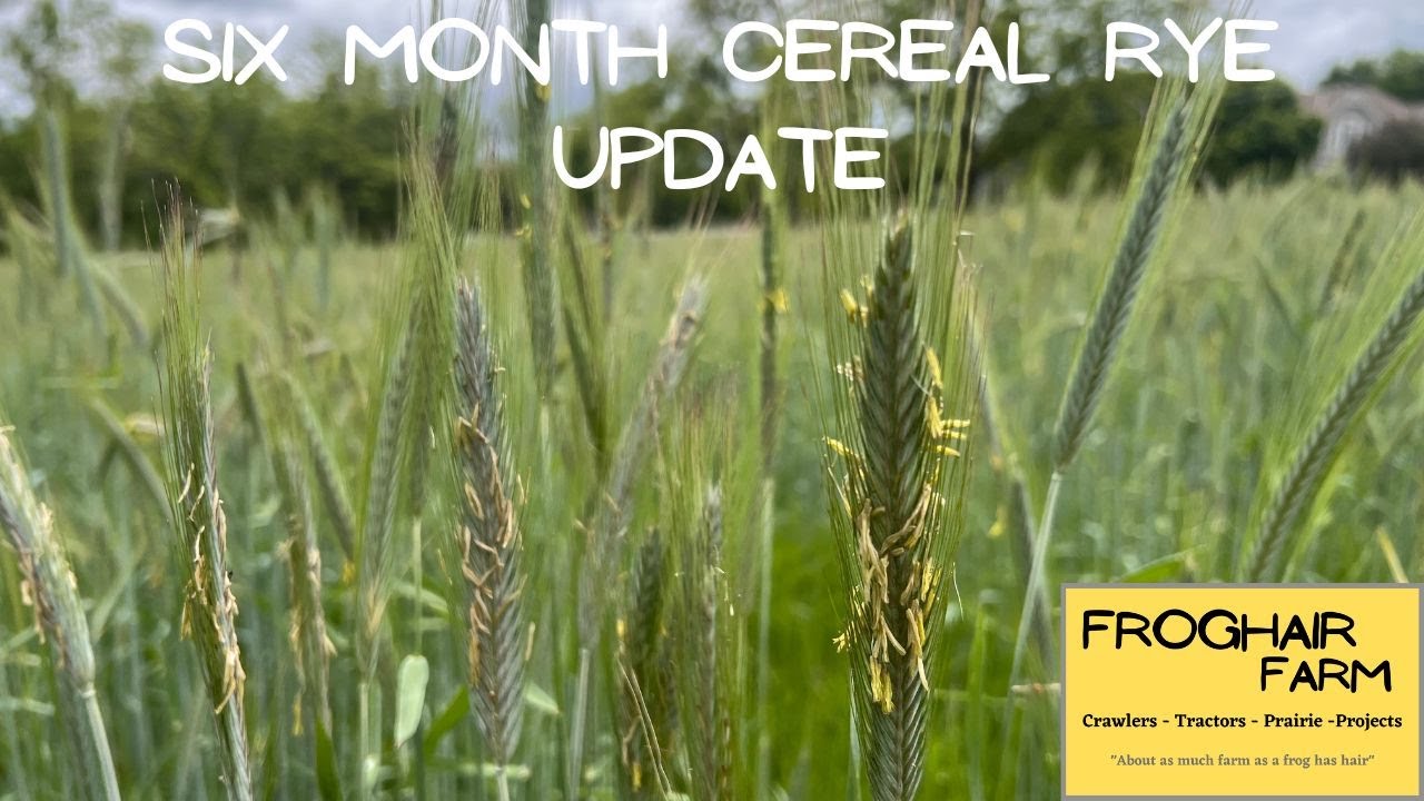 Cereal Rye Cover Crop Performance After 6 Months - YouTube