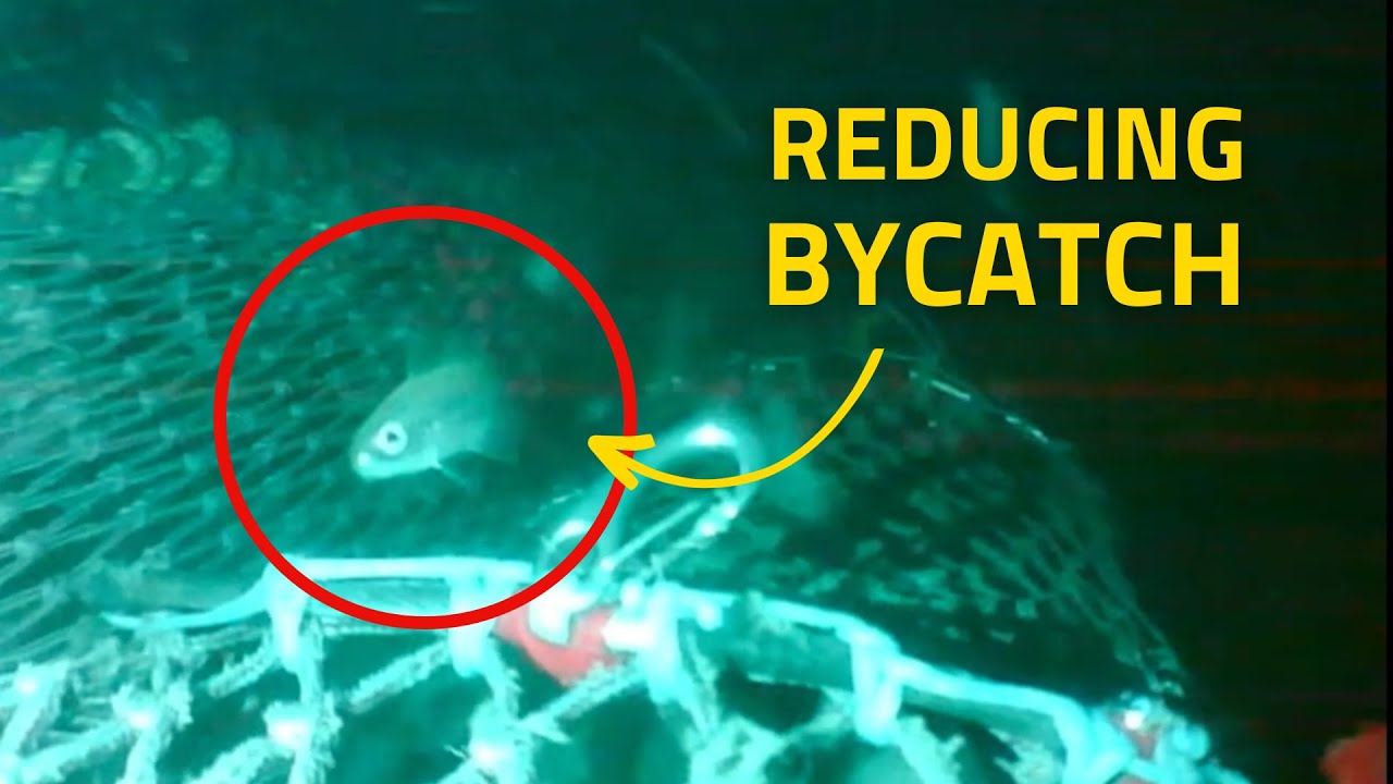 Eyes beneath the surface: CatchCam camera films juvenile bycatch behaviour in the North Sea ...