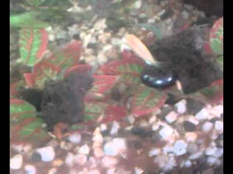 XHMB353 My Fish Babies - Cant count them in my overpopulated tank 08 ...