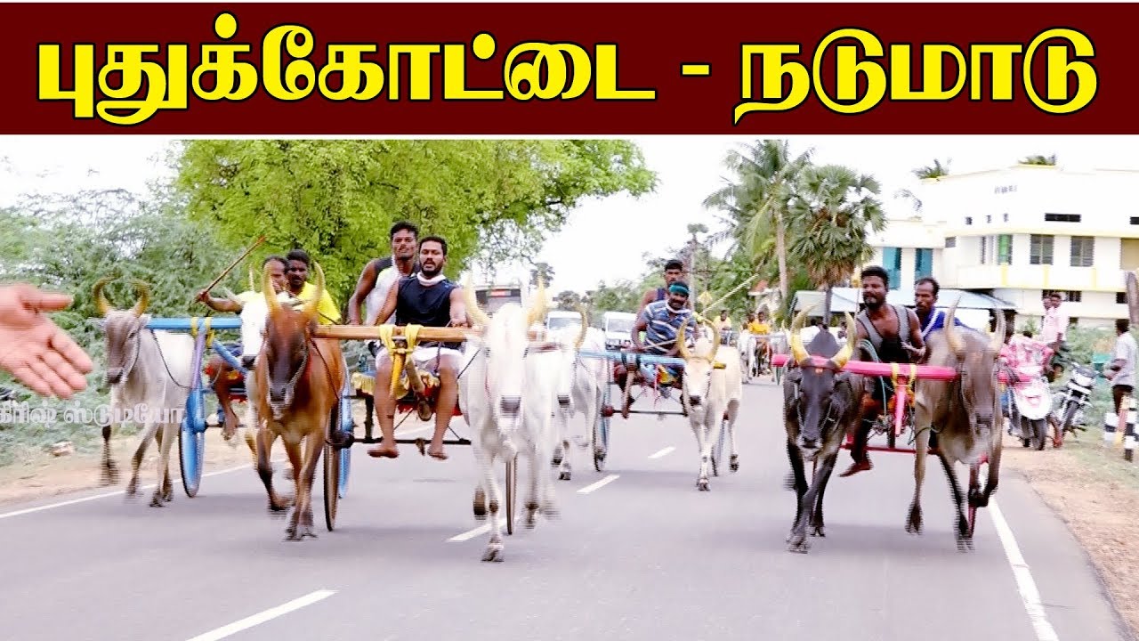 நடுமாடு புதுக்கோட்டை 23-06-2019 NADU MADU PUDUKKOTTAI maadu vandi ...