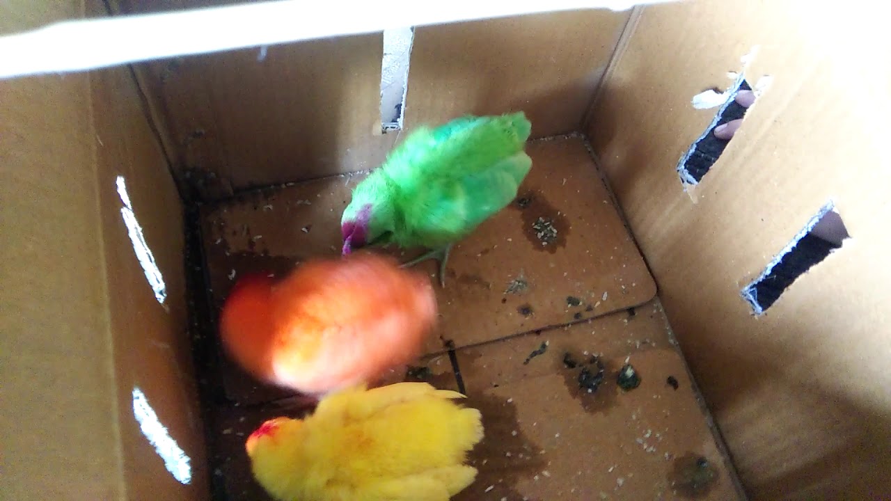 How to make hen house - YouTube