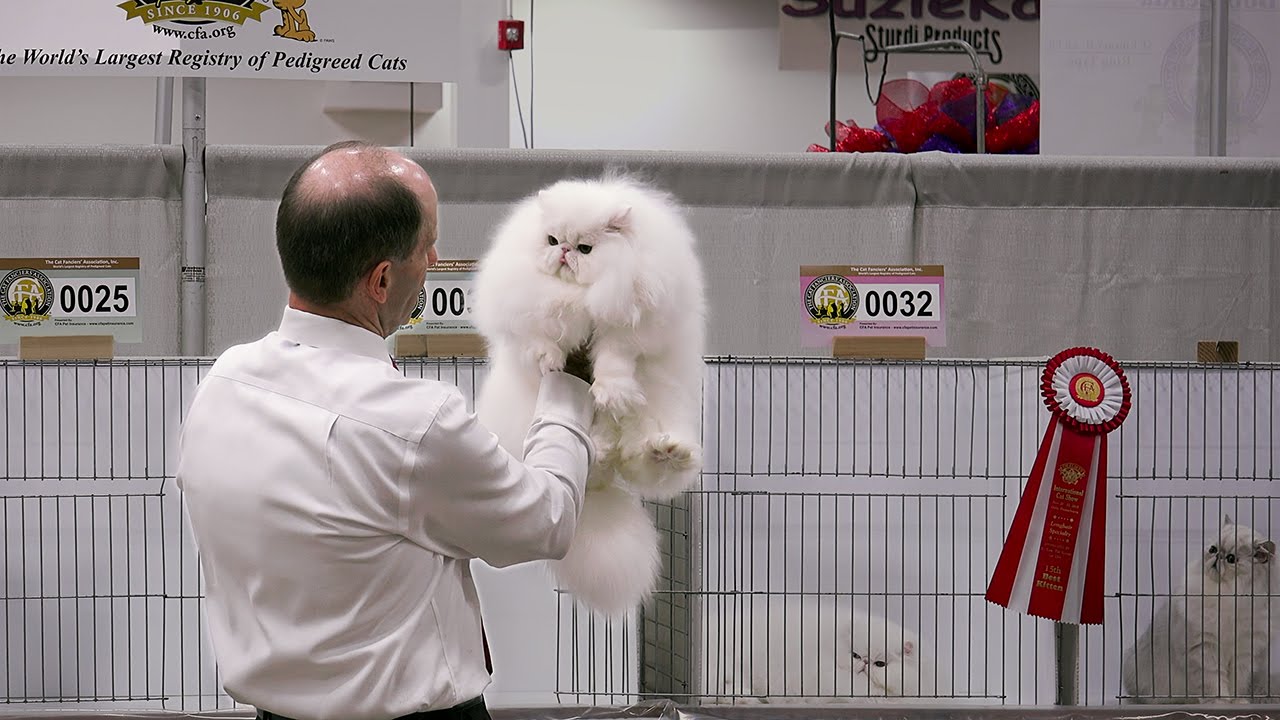 Brian Moser's longhair kitten final at the 2015 CFA International - YouTube