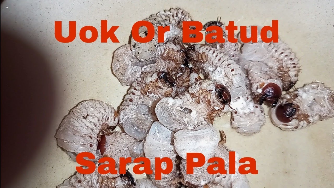 Food| Uok or Batud Coconut Worm| Catch and cook - YouTube