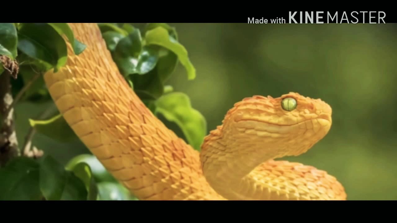 The golden lancehead snake pics - YouTube
