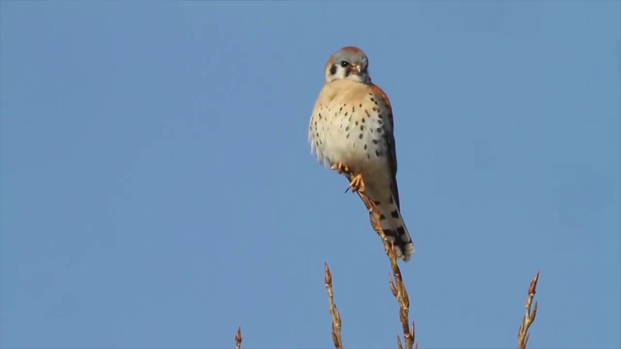 American Kestrel Partnership - Meet The Partners - YouTube