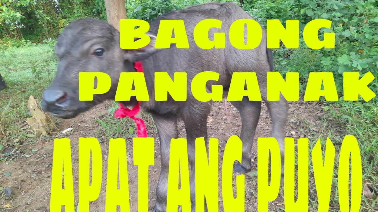 BAGONG PANGANAK NA BUFFALO APAT ANG PUYO#magbubotengfarmer#farming # ...