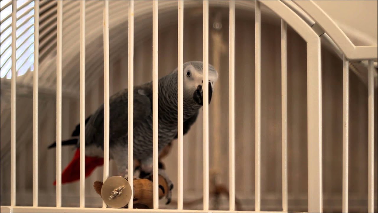 Jackie bird thinks he's a crooner - YouTube