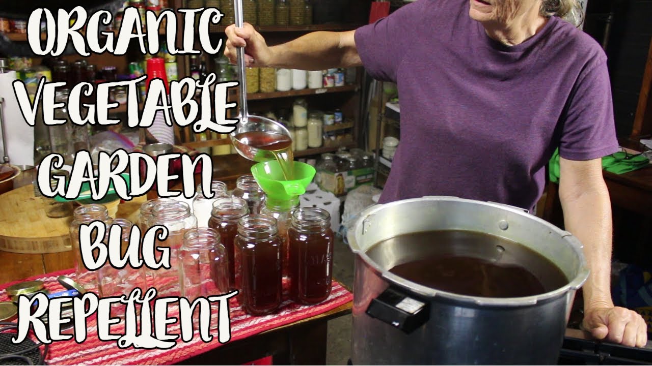 Home Made Organic Vegetable Garden Bug Spray | Repellent - YouTube