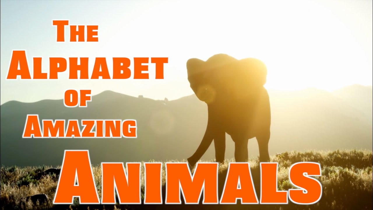 The Alphabet of Amazing Animals: Elephants - YouTube