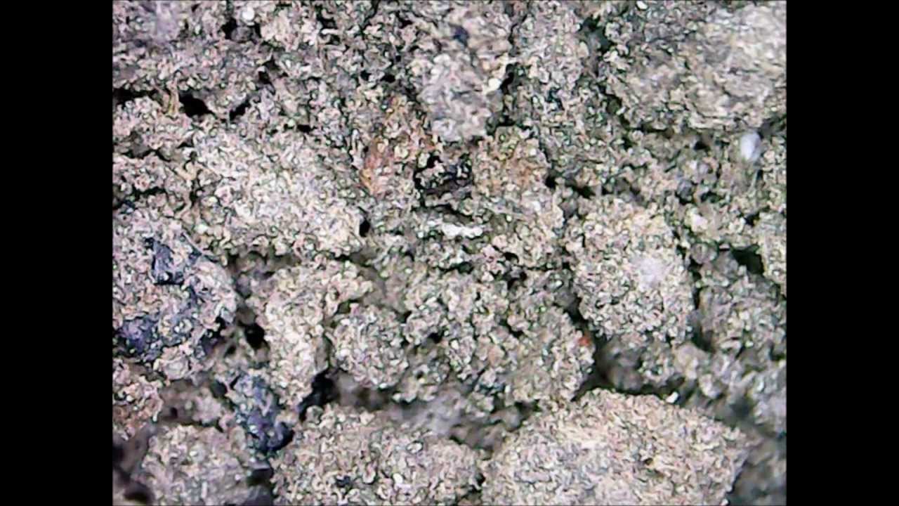 Flower Pot Soil Under a Microscope (#WEIRD) - YouTube