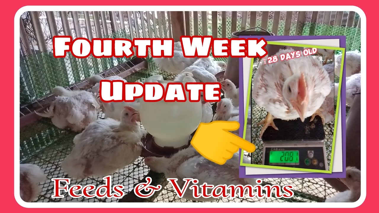 45 Days Chicken Fourth Week Update #broiler #poultryfarming - YouTube