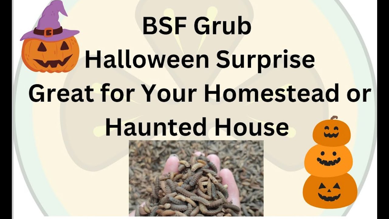 BSF Grubs New Babies #garden #bsf #permaculture - YouTube