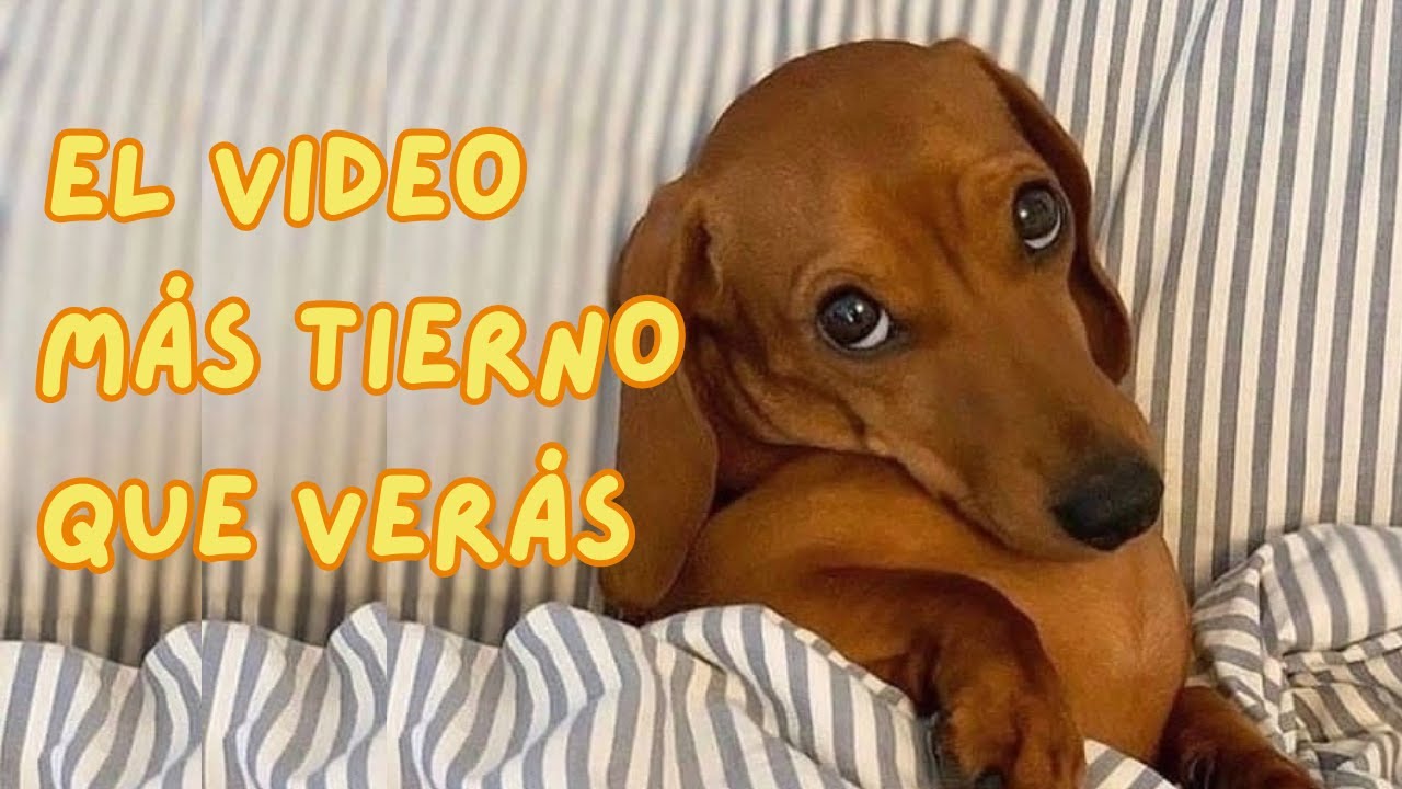 😍 TIENES QUE MIRAR ESTE VIDEO, ES PURA TERNURA 😻 PERRITOS SUPER TIERNOS ...