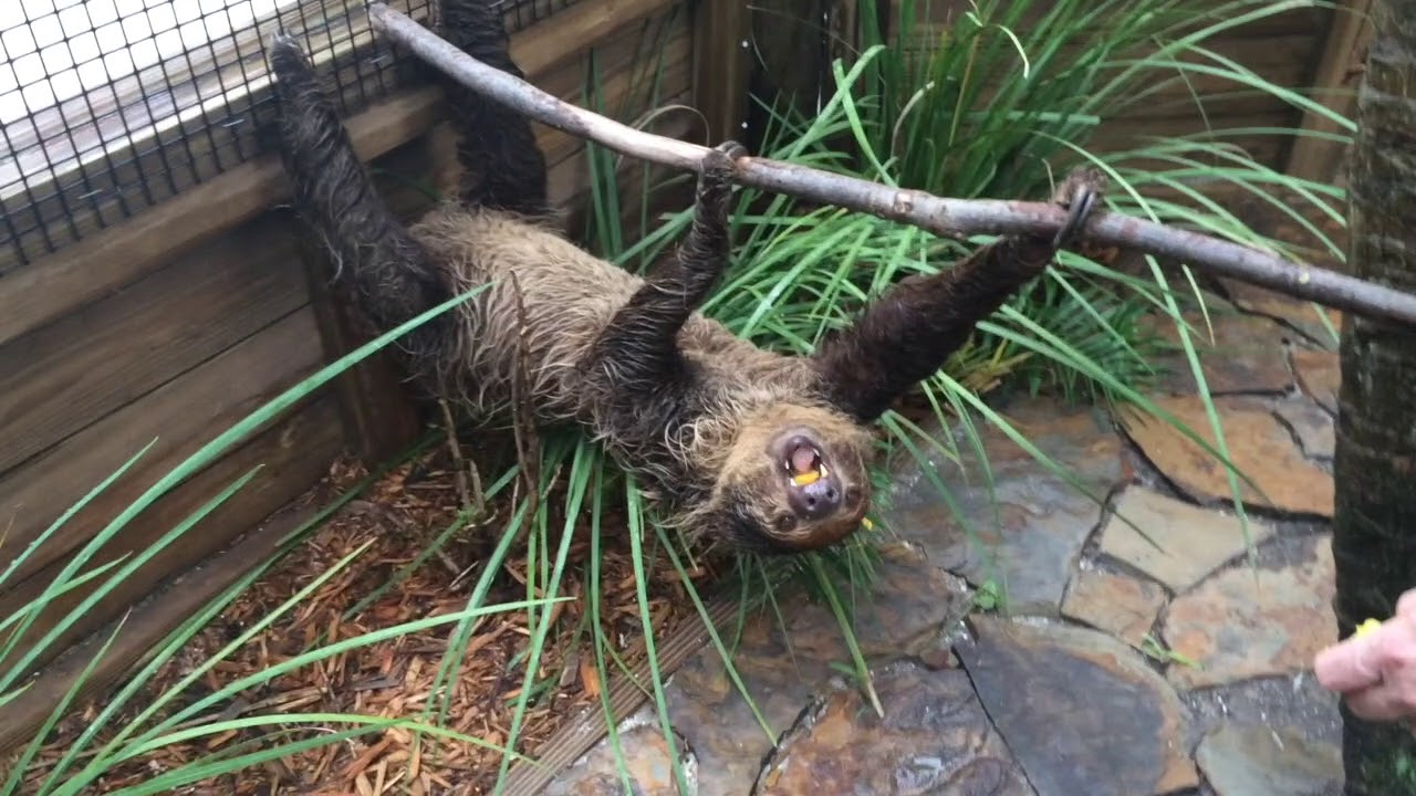Feeding Sloths - YouTube