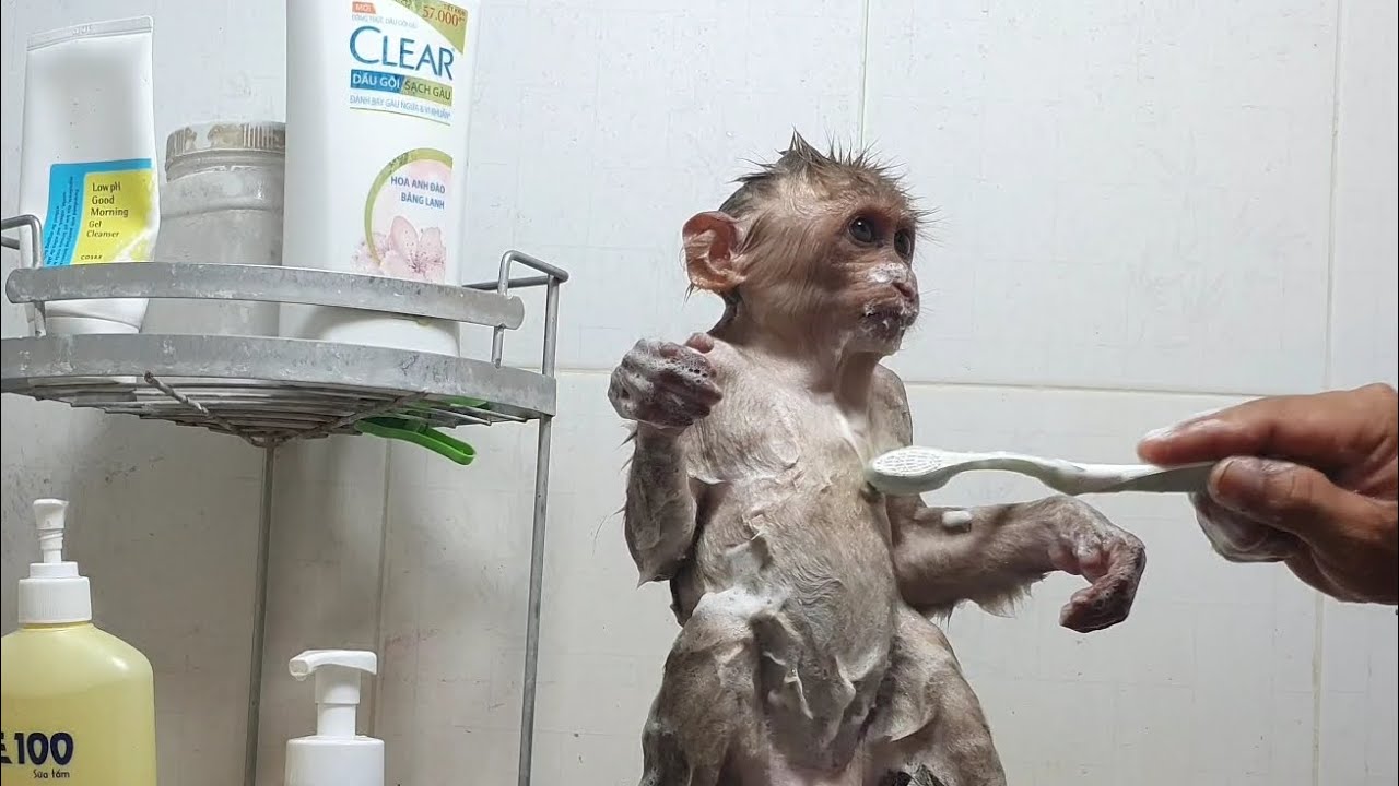 Mika monkey loves bathing with a toothbrush - YouTube