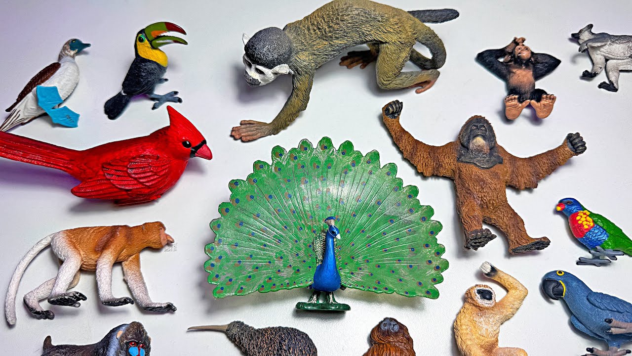 Magnificent Birds & Primates - Peacock, Orang Utan, Chimpanzee, Parrot ...