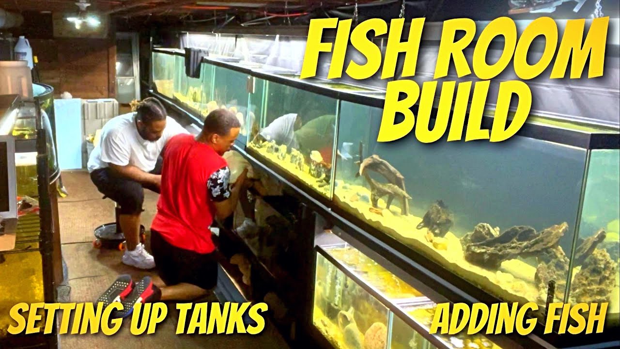 DIY FISH ROOM BUILD | PART #5 - YouTube