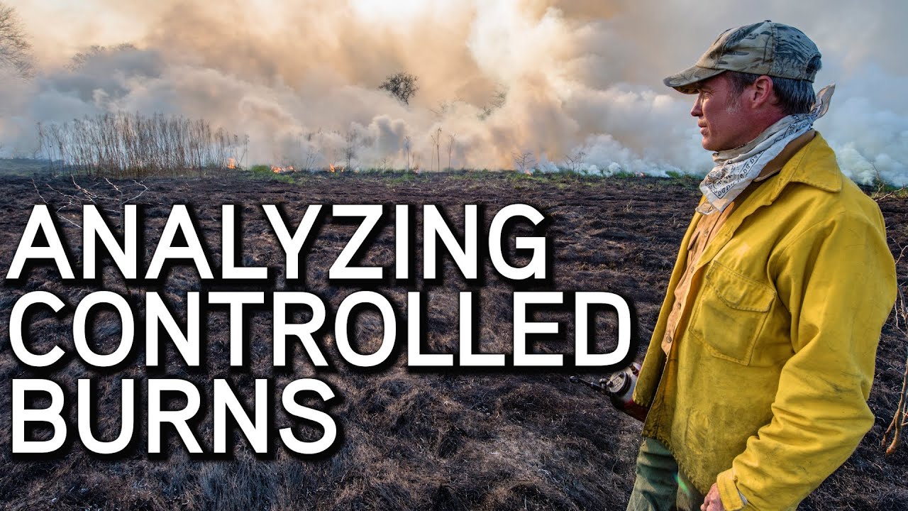 Analyzing Controlled Burn Results | Wildlife Management - YouTube