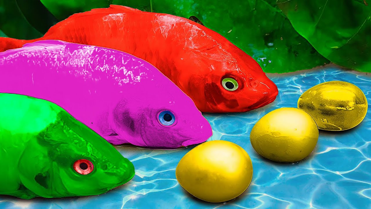 Stop Motion ASMR New Electric Blue Superhero Koi Fish, Red Carp ...