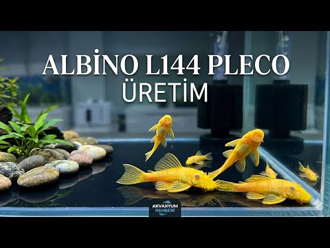 Yeni Tanklar ve Üretimde son durum