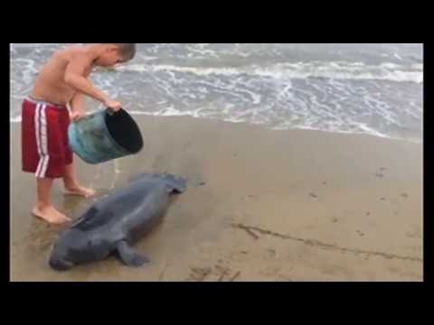 Hermanitos de Mayagüez Ganan Reconocimiento por Rescatar Bebé Manatí ...