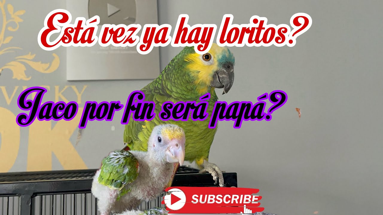 Loros listos para ser padres/loro burlándose de su dueño/cómo saber si ...