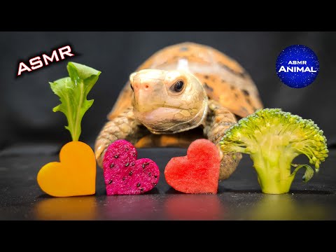 ASMR Mukbang Eating 4 Foods 🐢 Turtle Tortoise 117