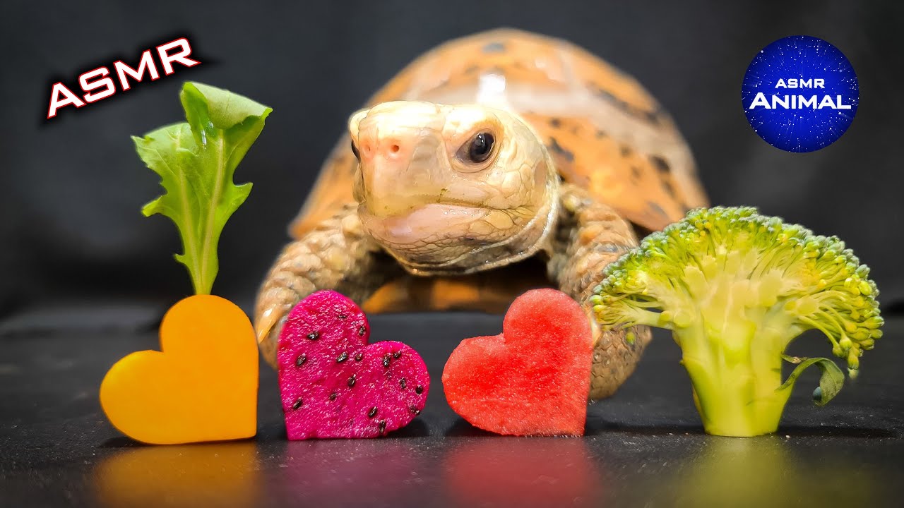 ASMR Mukbang Eating 4 Foods 🐢 Turtle Tortoise 117 - YouTube
