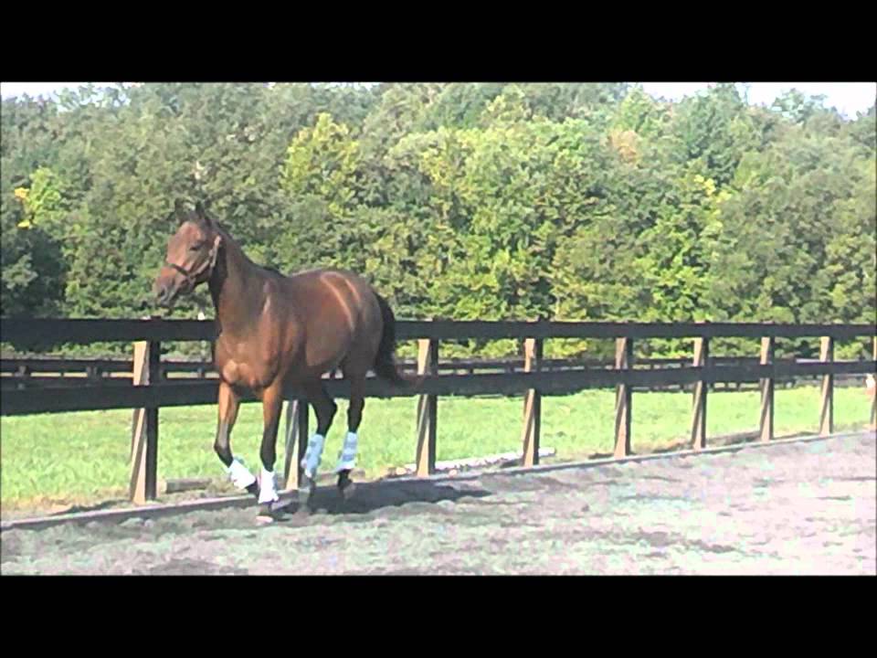 Paiden Sale Video - YouTube