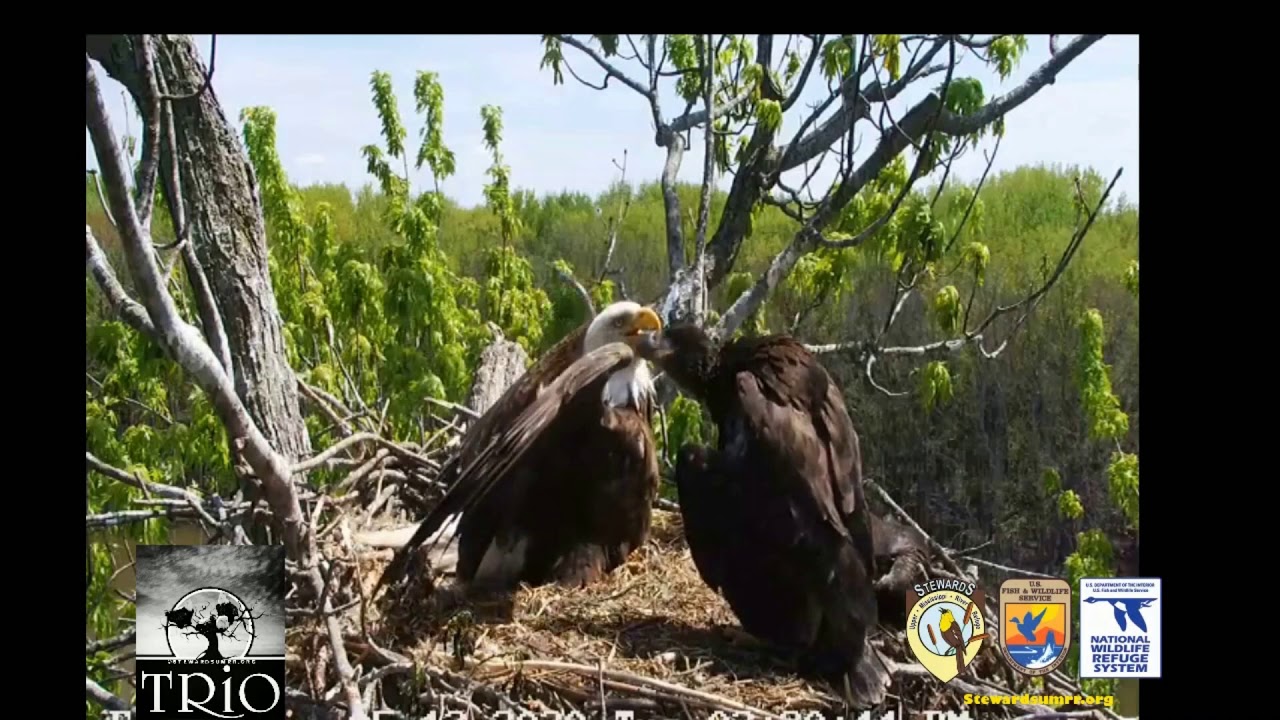 05-12-20 IL Trio eagles; eaglet nibbles on Mom's wing during her ...