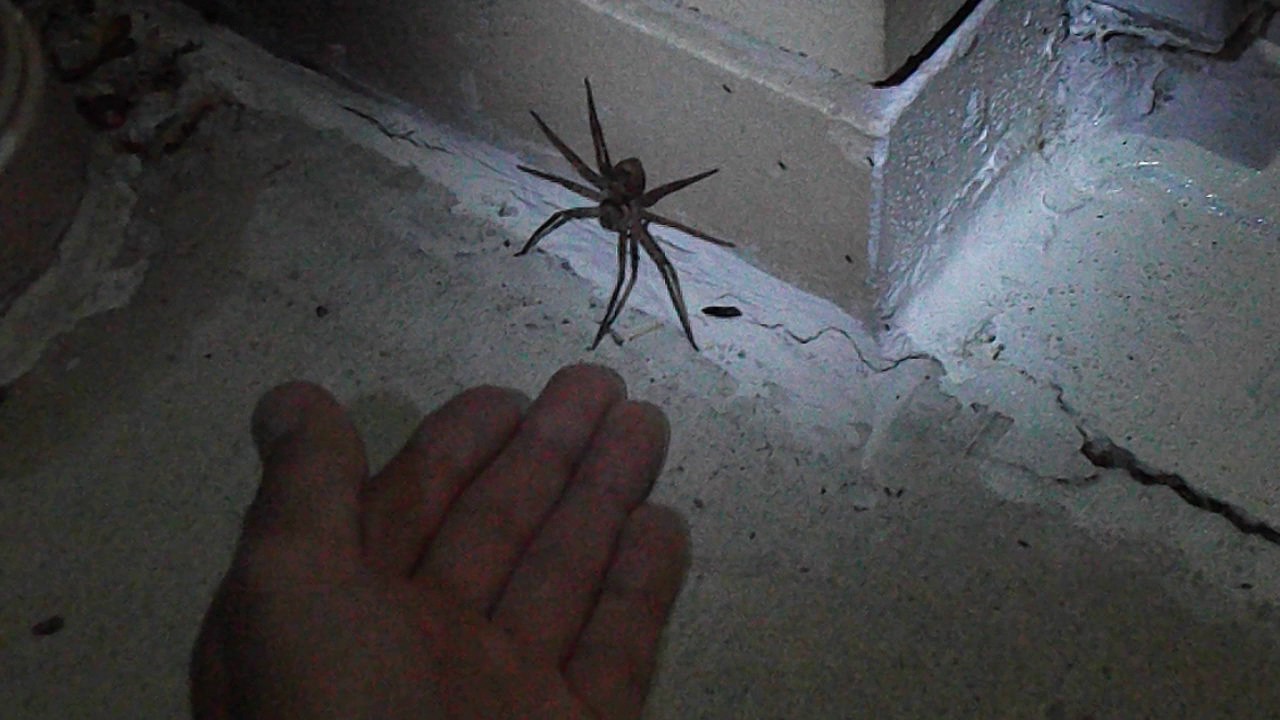 Local Wildlife: Night time visitor - Spider! - YouTube