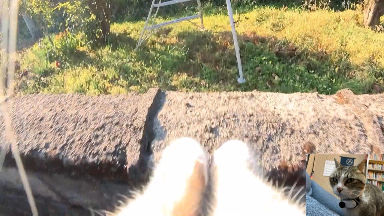 Cat with GoPro vol.7 『parkour』Cat ASMR CatInsta360 Cat camera cat ...