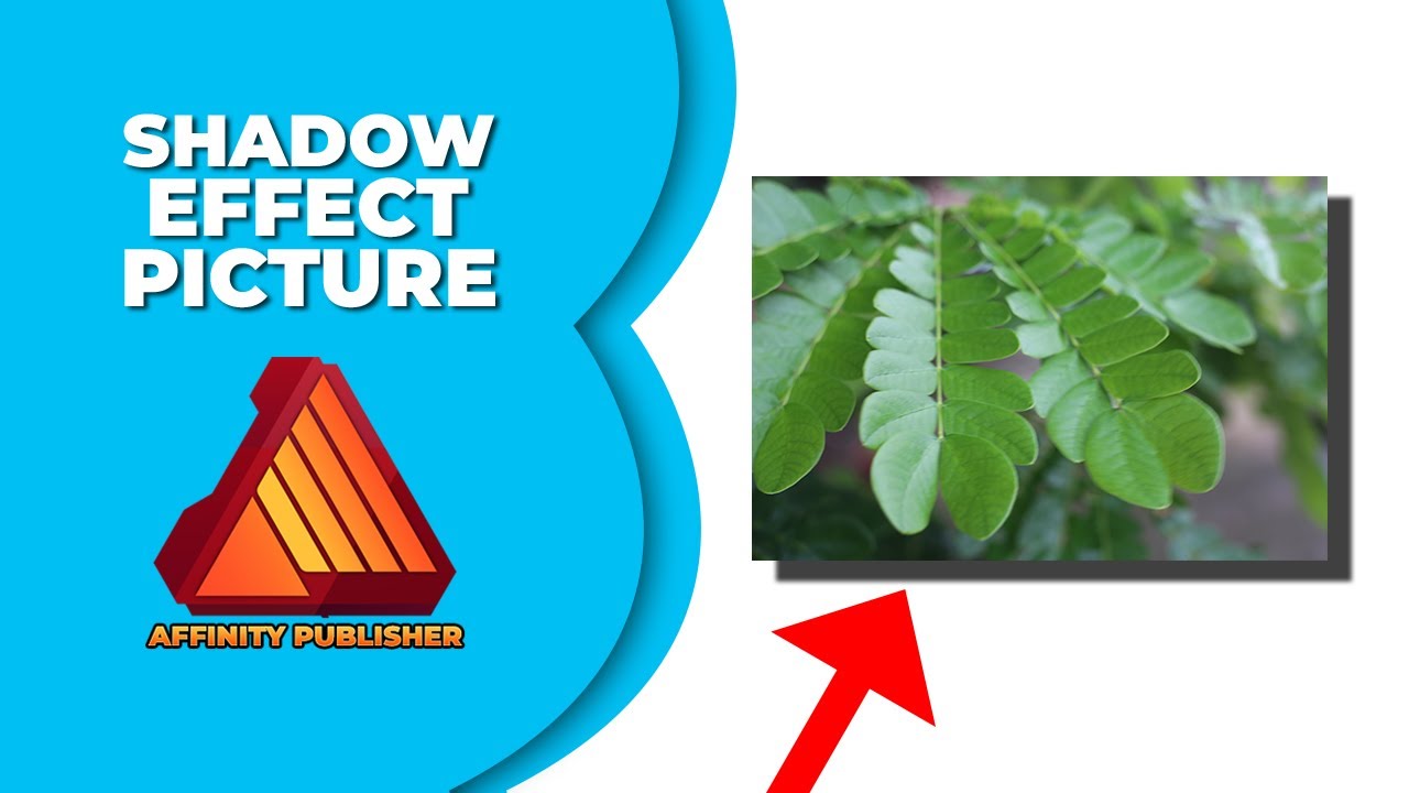 How to add shadow effect to picture in affinity publisher - YouTube