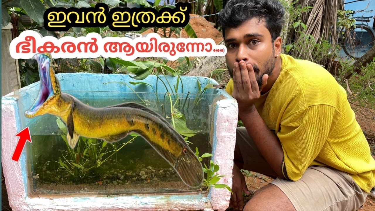 പെരുമ്പാമ്പ് മീനെ പിടിക്കാൻ നോക്കിയതാ...🥲 | catching sneak head fish ...