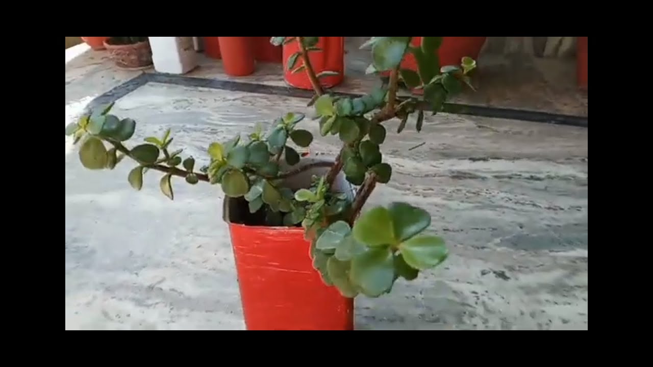 Zade plant .... Grow & Care Is Tarah Kare - YouTube